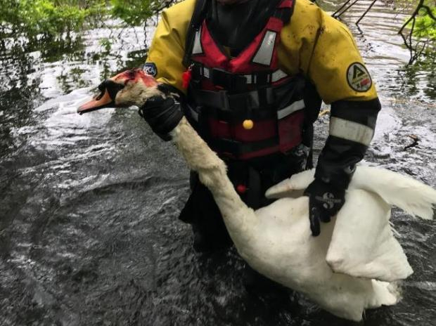 Birds shot and killed in Merseyside park - BirdGuides