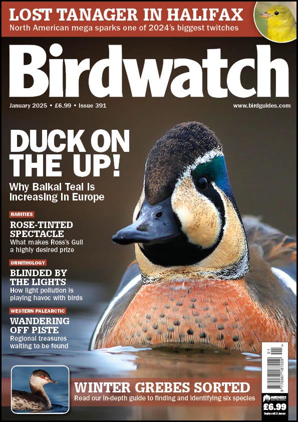 Inside the January 2025 issue of Birdwatch - BirdGuides