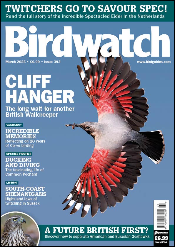 Inside the March 2025 issue of Birdwatch - BirdGuides
