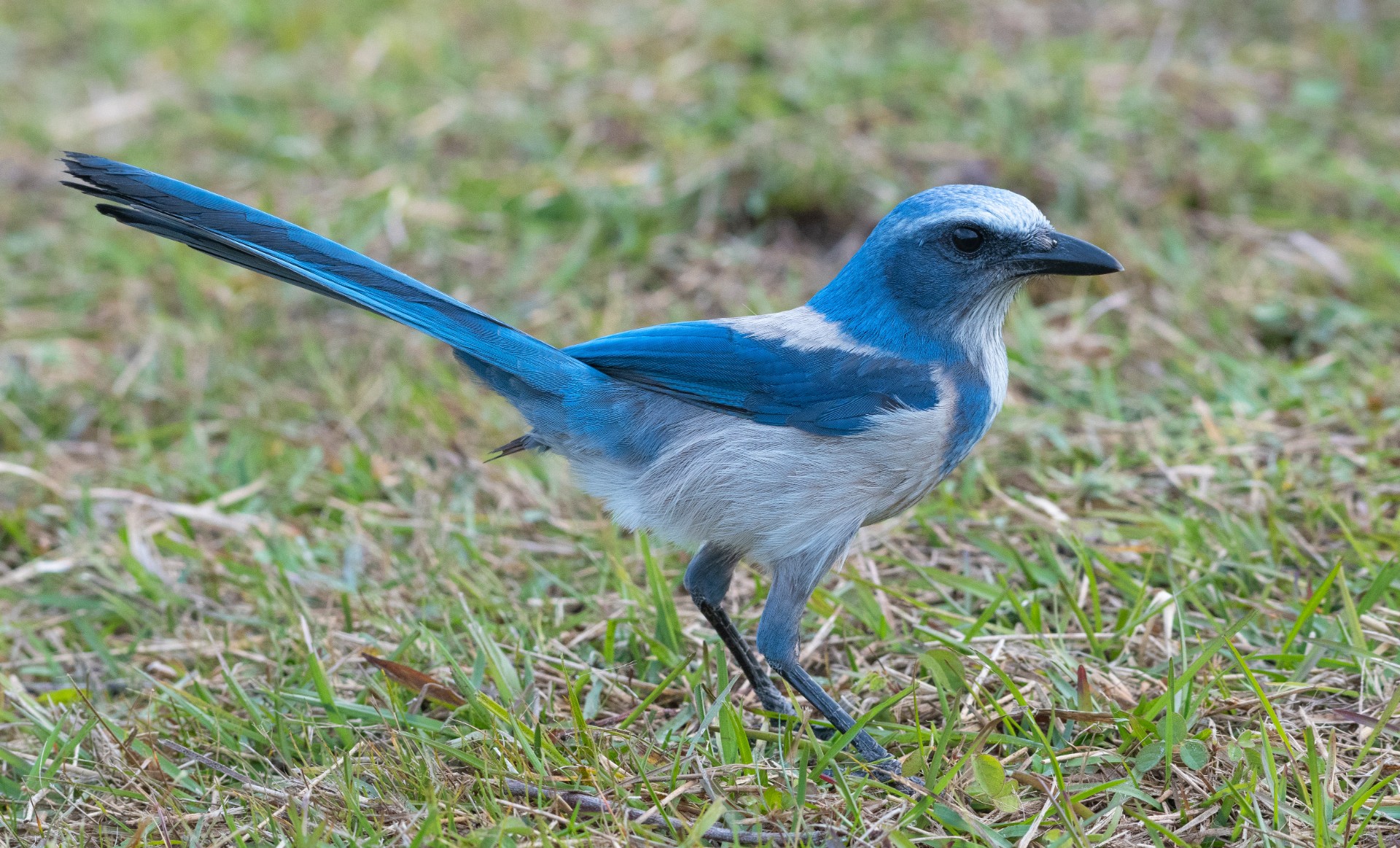 Climate change threatens Florida endemic - BirdGuides