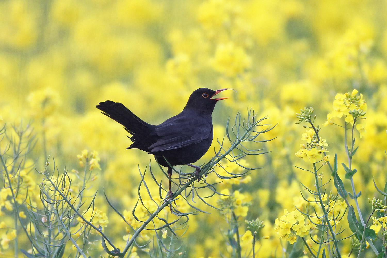 Conservationist's bird photography collection released to the public ...