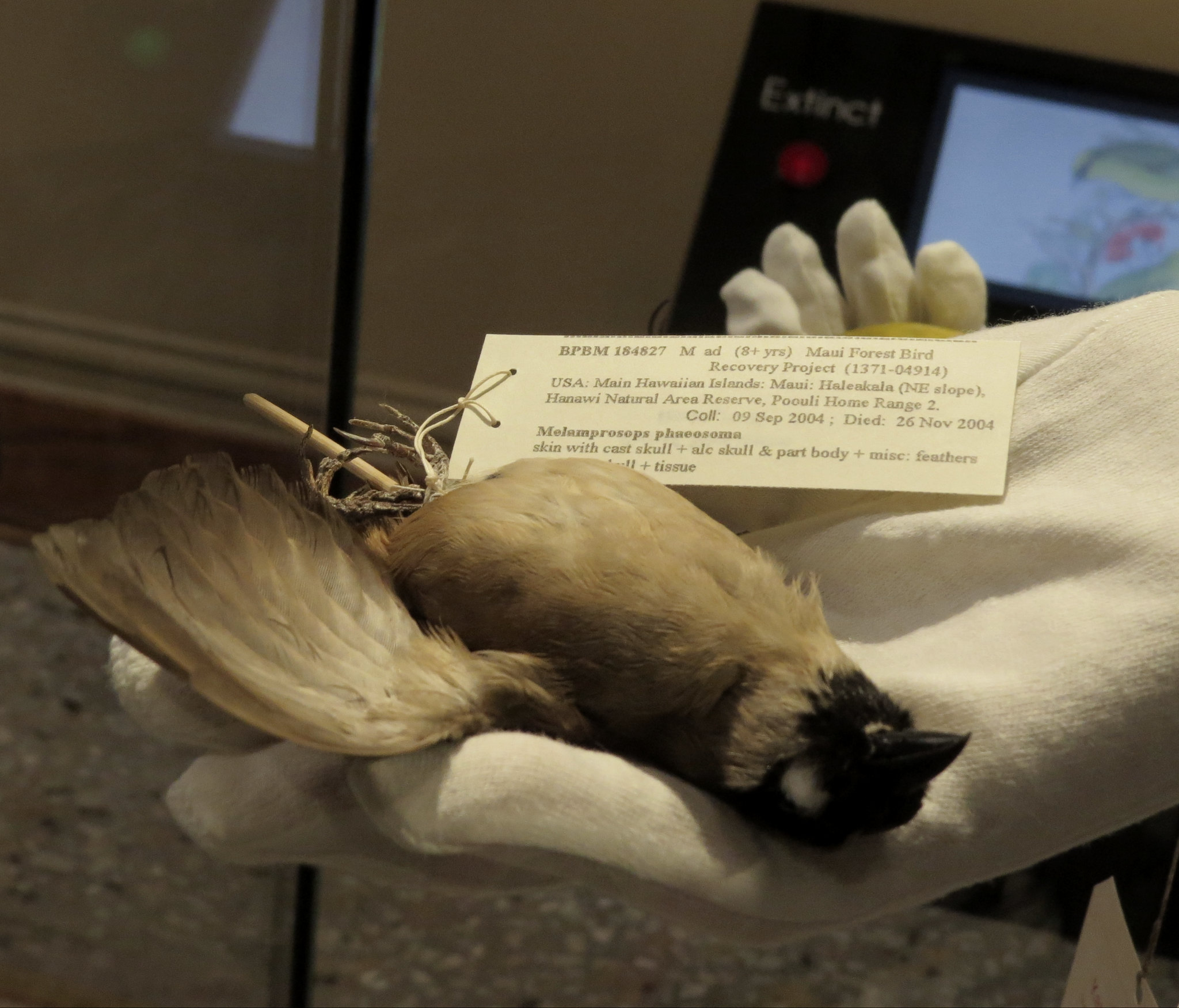 Eight Hawaiian bird species declared extinct - BirdGuides