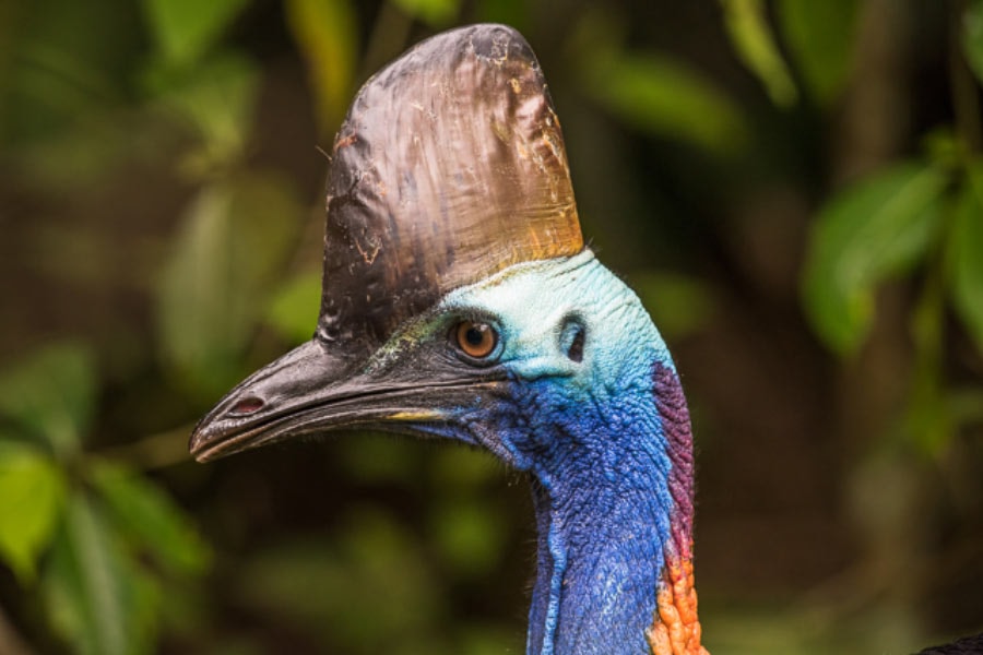 'World's most dangerous bird' kills man - BirdGuides