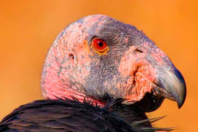 Condors return to Pacific Northwest for first time in a century ...