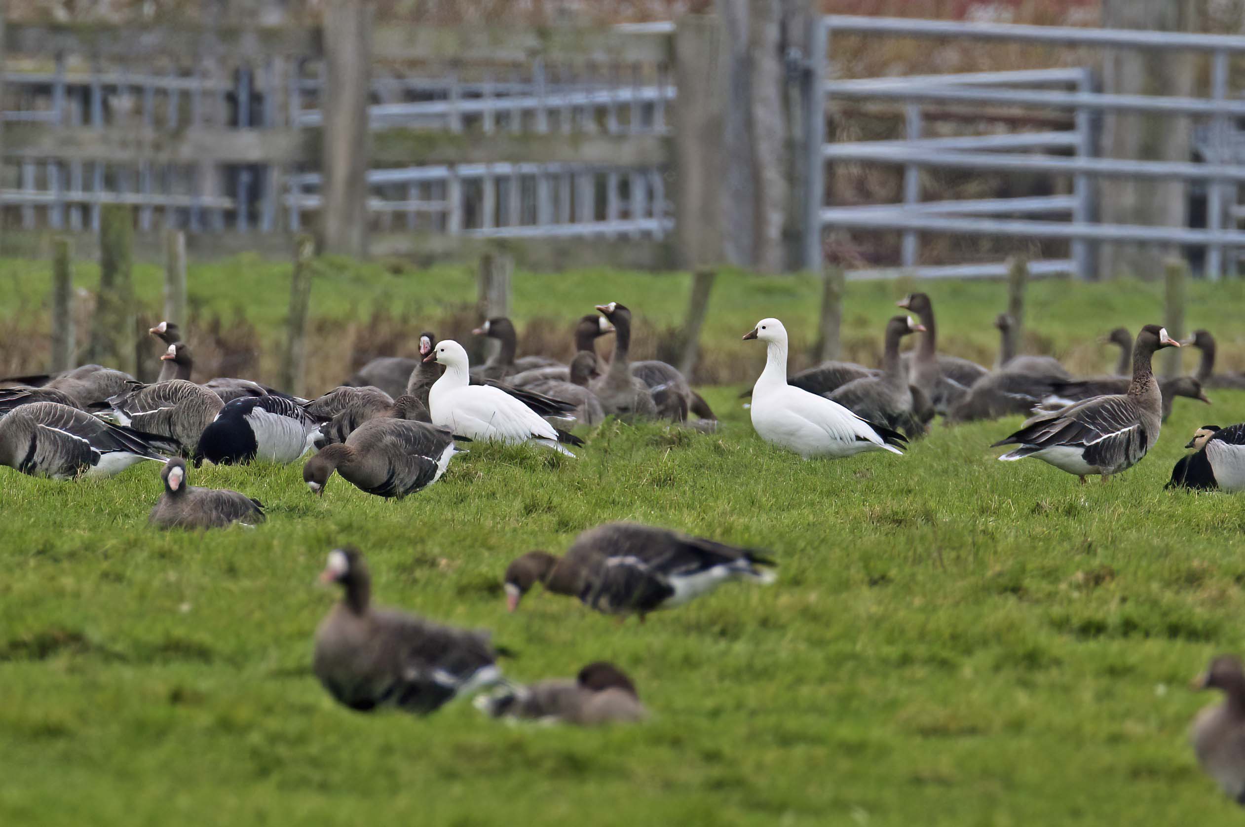 Ring-reading reveals incredible Ross's Geese vagrancy - BirdGuides