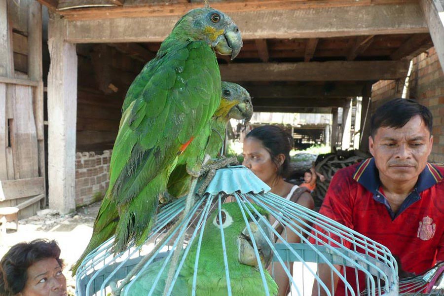 The impacts of habitat loss and poaching on Neotropical parrots ...