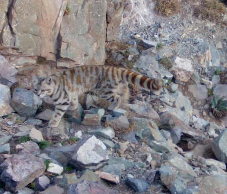 Most endangered cat in Americas discovered on outskirts of Chilean ...