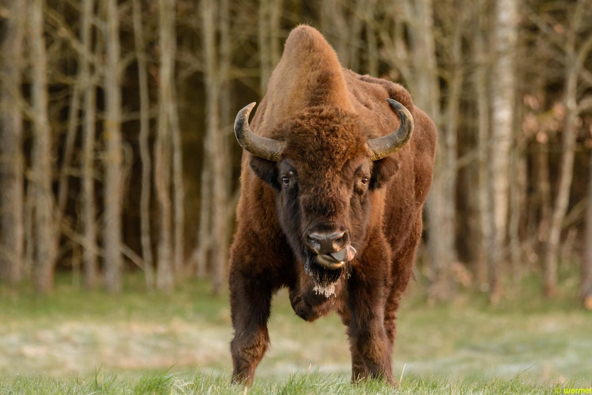 Kent rewilding project awarded £100,000 - BirdGuides