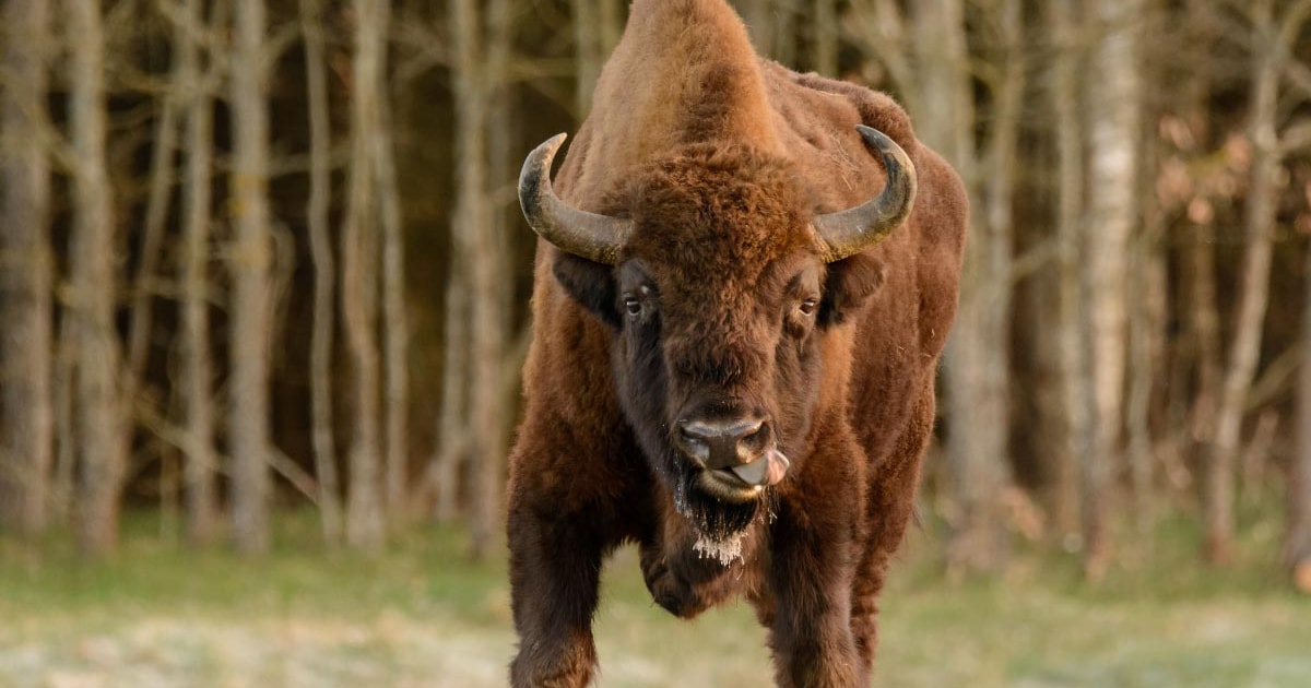 Bison to be reintroduced to England - BirdGuides