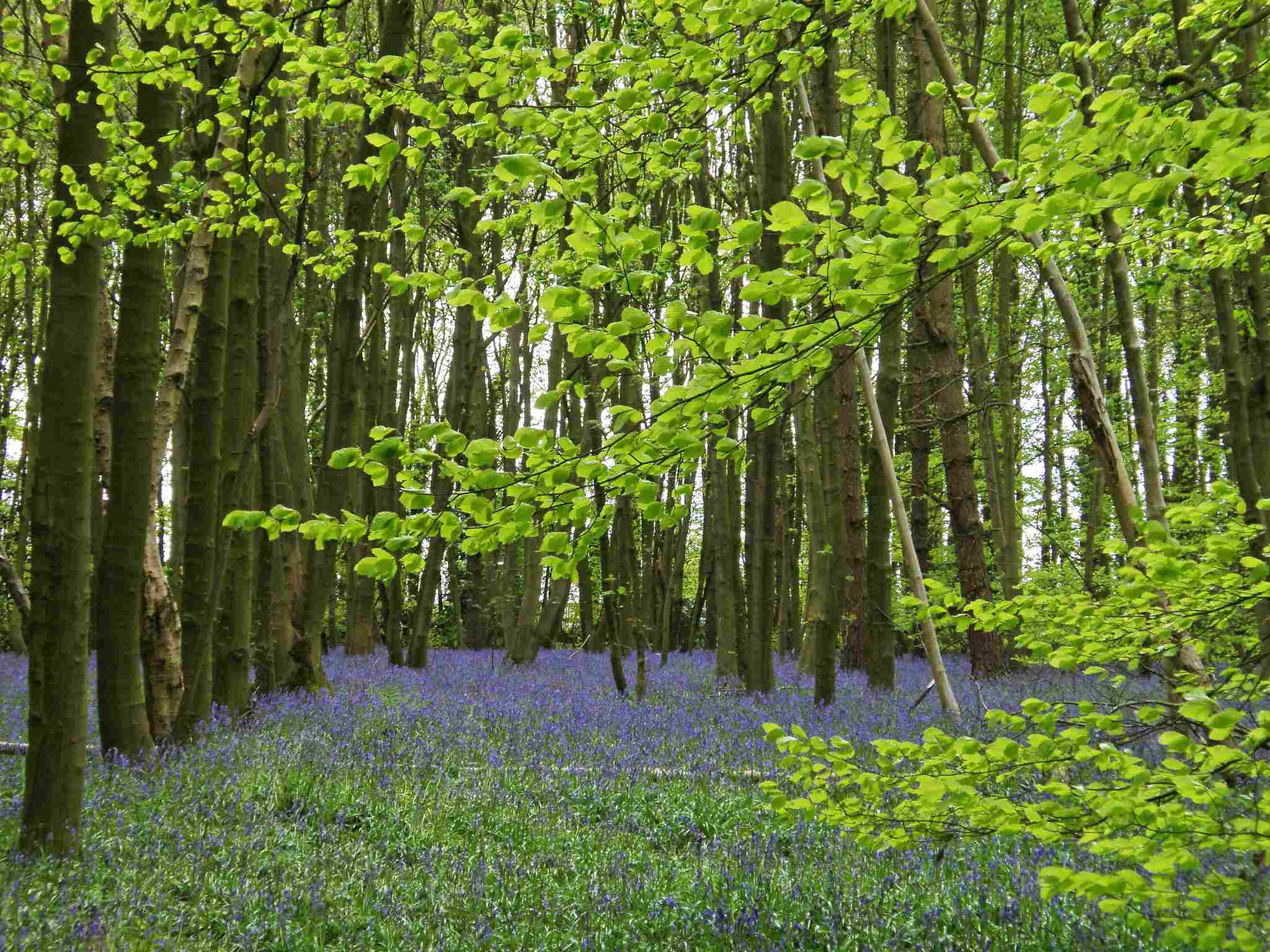 £32m pledged to help farmers plant trees in Wales - BirdGuides