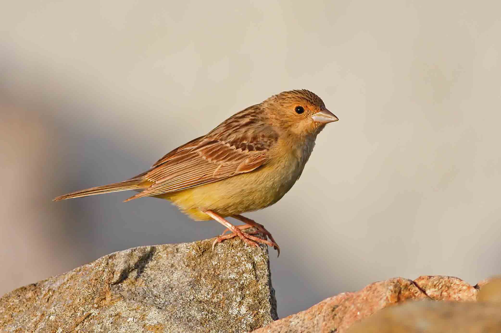 Red-headed Bunting moved to Category A of British list - BirdGuides
