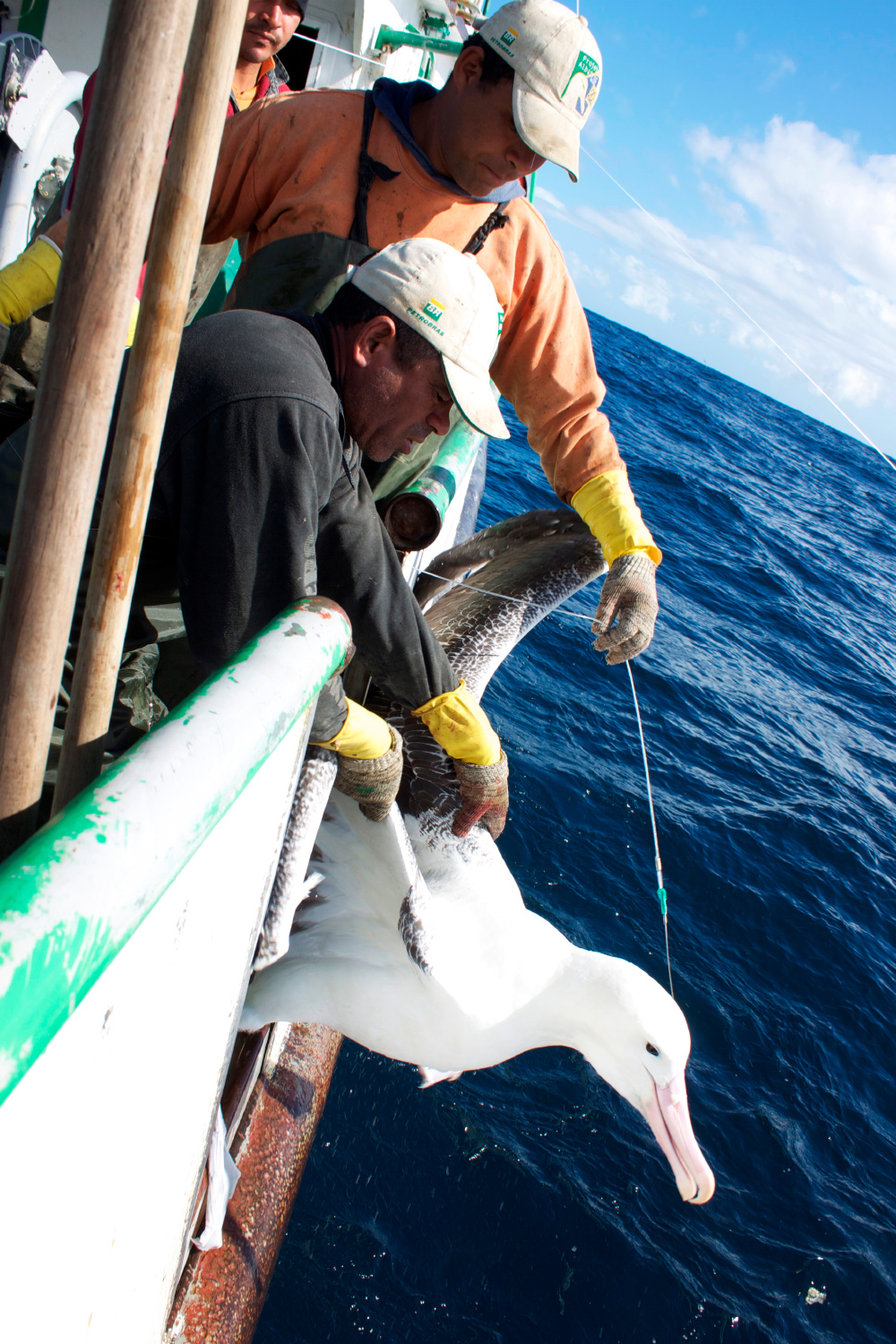 Sir David Attenborough backs British innovation to save albatrosses and ...