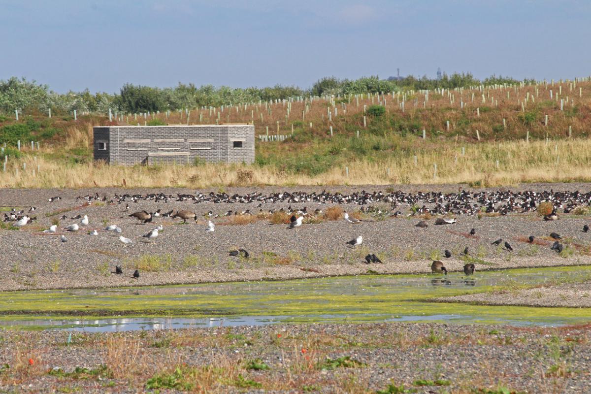 New hides installed at Musselburgh - BirdGuides