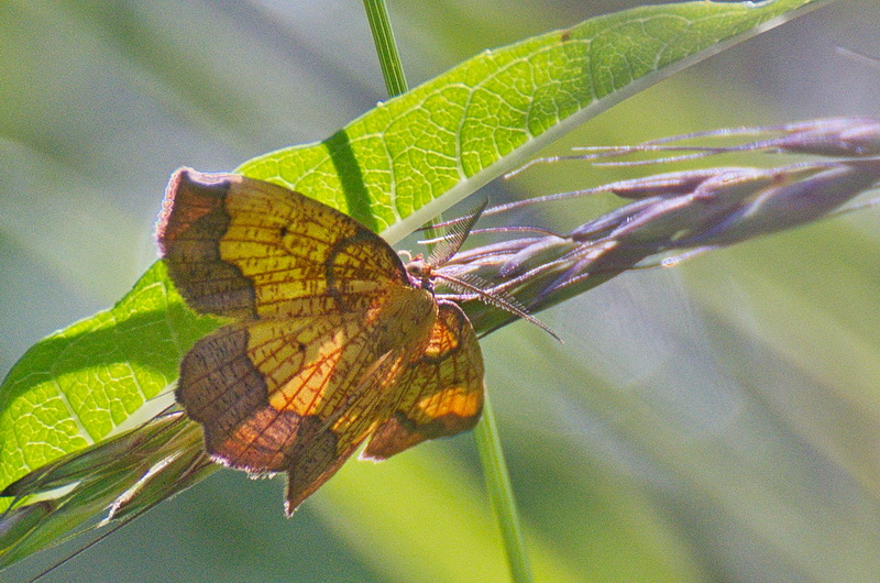 Rare moth seen in record numbers at Scottish reserve - BirdGuides