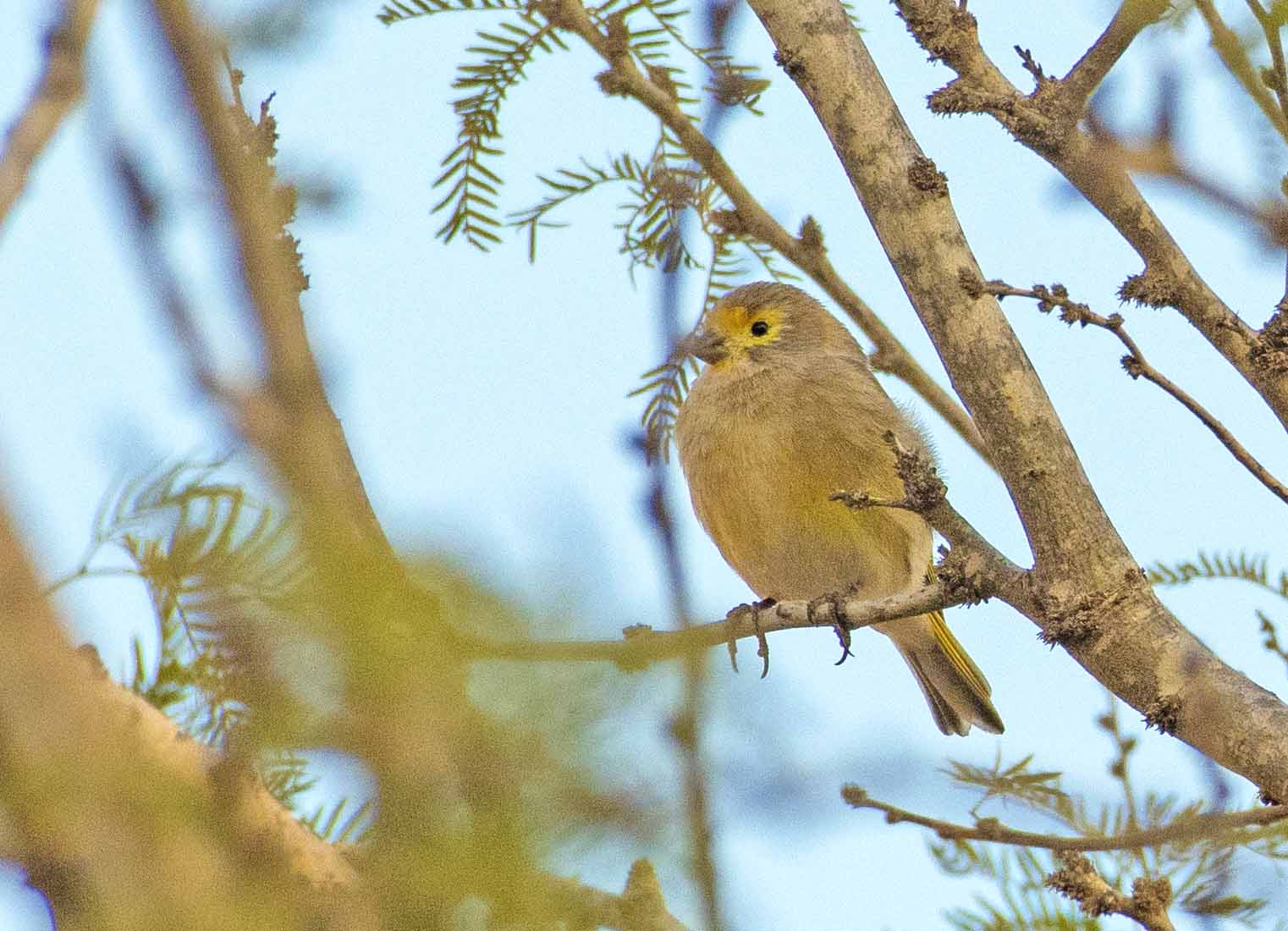 New Syrian Serin population found in Saudi Arabia - BirdGuides