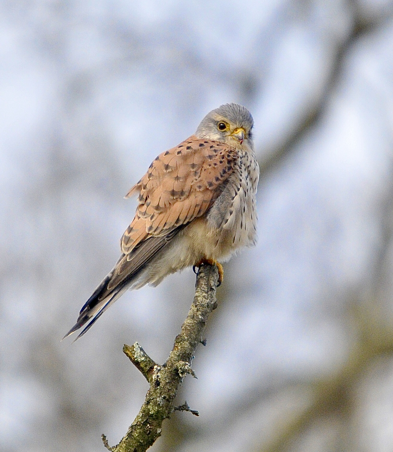 The birding blues - BirdGuides