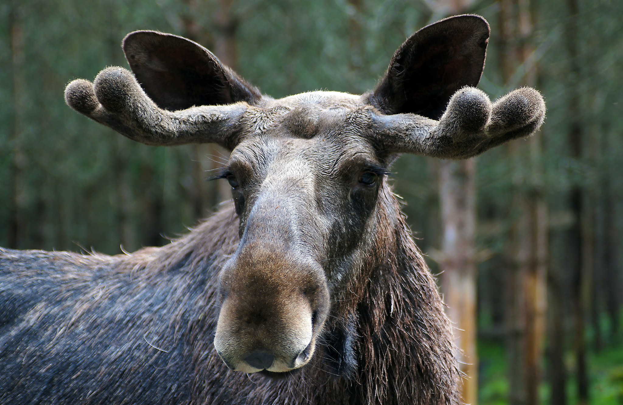Elk reintroduction plan advances in Nottinghamshire - BirdGuides