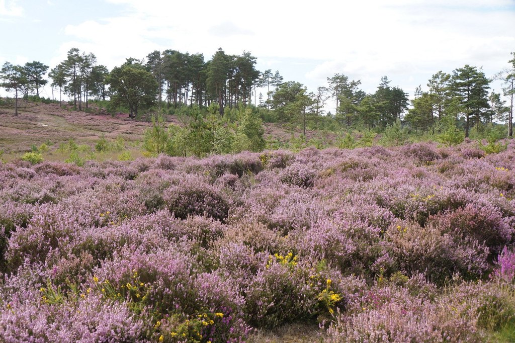 Nature Recovery Project confirmed for Surrey - BirdGuides