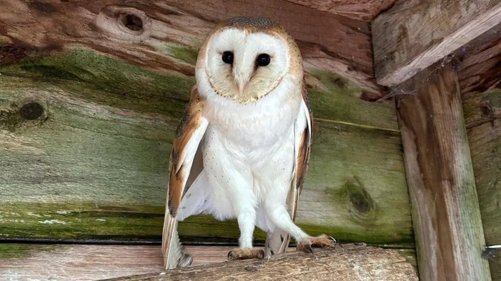 Malnourished barn owl released after rescue - BirdGuides