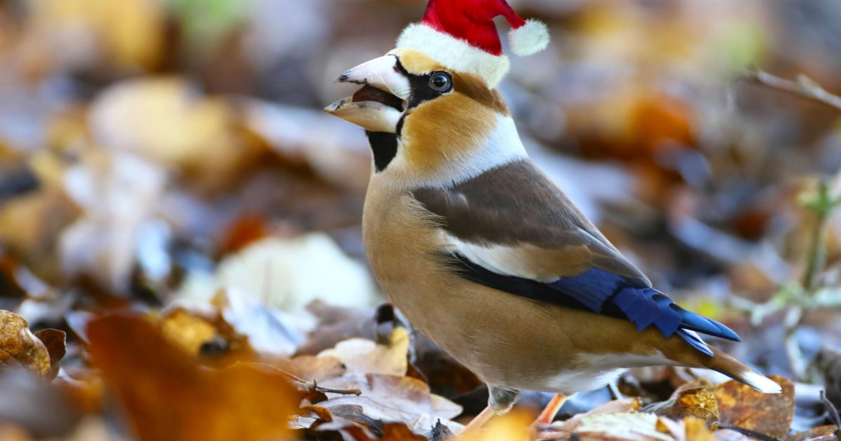 Merry Christmas from BirdGuides and Birdwatch! - BirdGuides