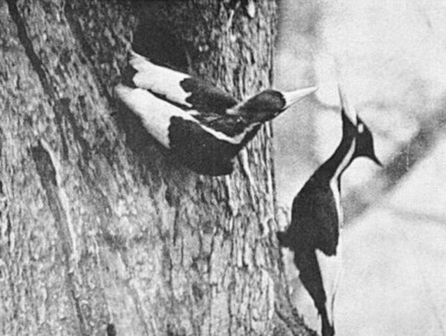 New paper claims Ivory-billed Woodpecker survives in Louisiana - BirdGuides