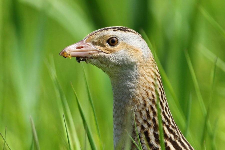 Scottish Corncrake population decreases again - BirdGuides