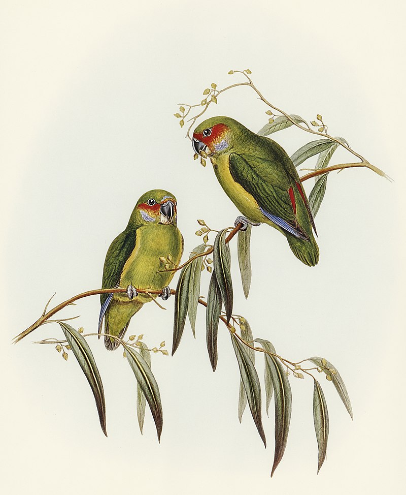 Analysis of birder data reveals Australia's most elusive species ...