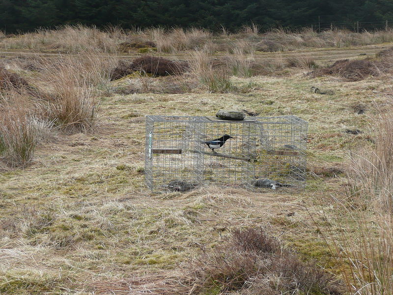 Campaigners call for end of illegal trap use - BirdGuides