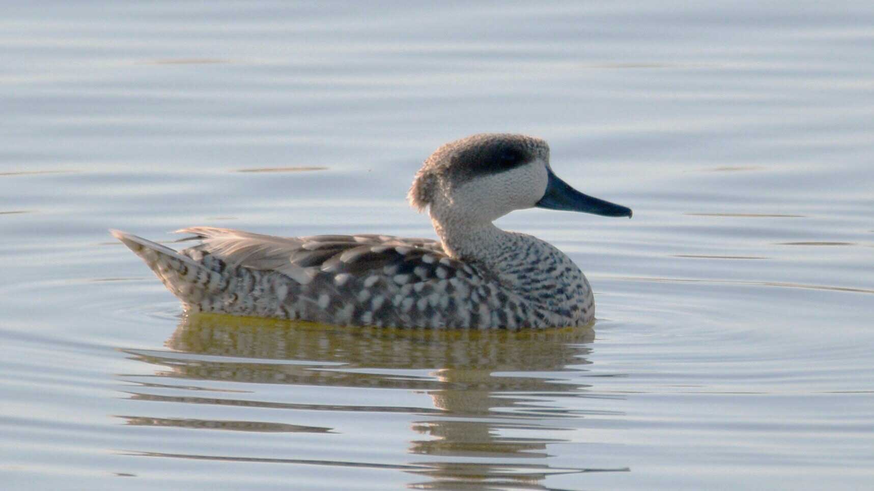 Recovery noted in Spanish Marbled Duck population - BirdGuides