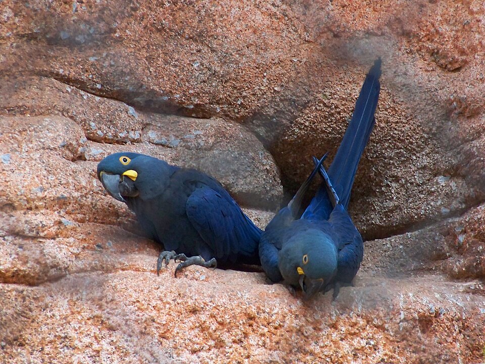 Devices seized from bird expert in Brazil trafficking investigation ...