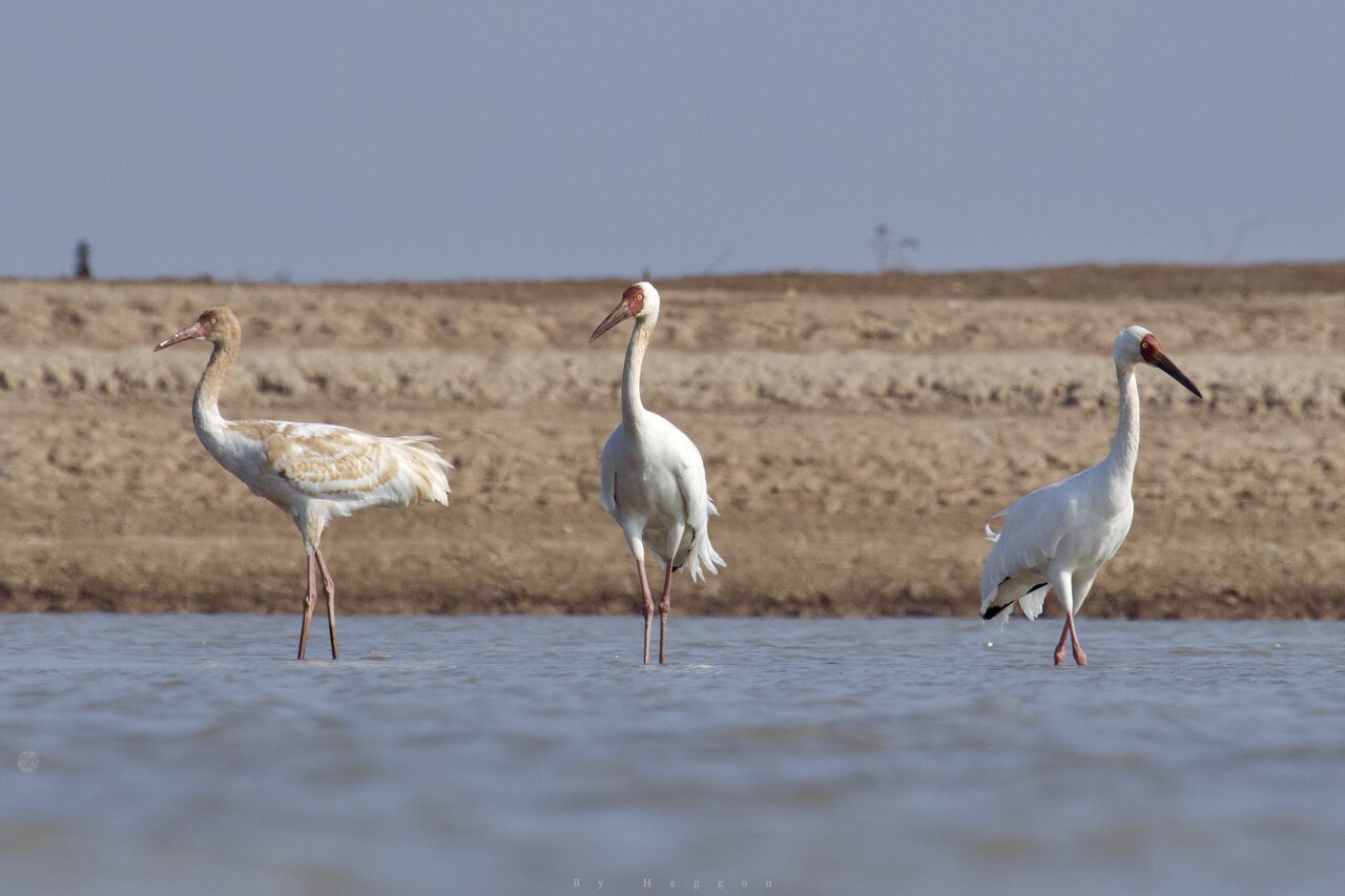 Positive signs for Critically Endangered Siberian Crane - BirdGuides