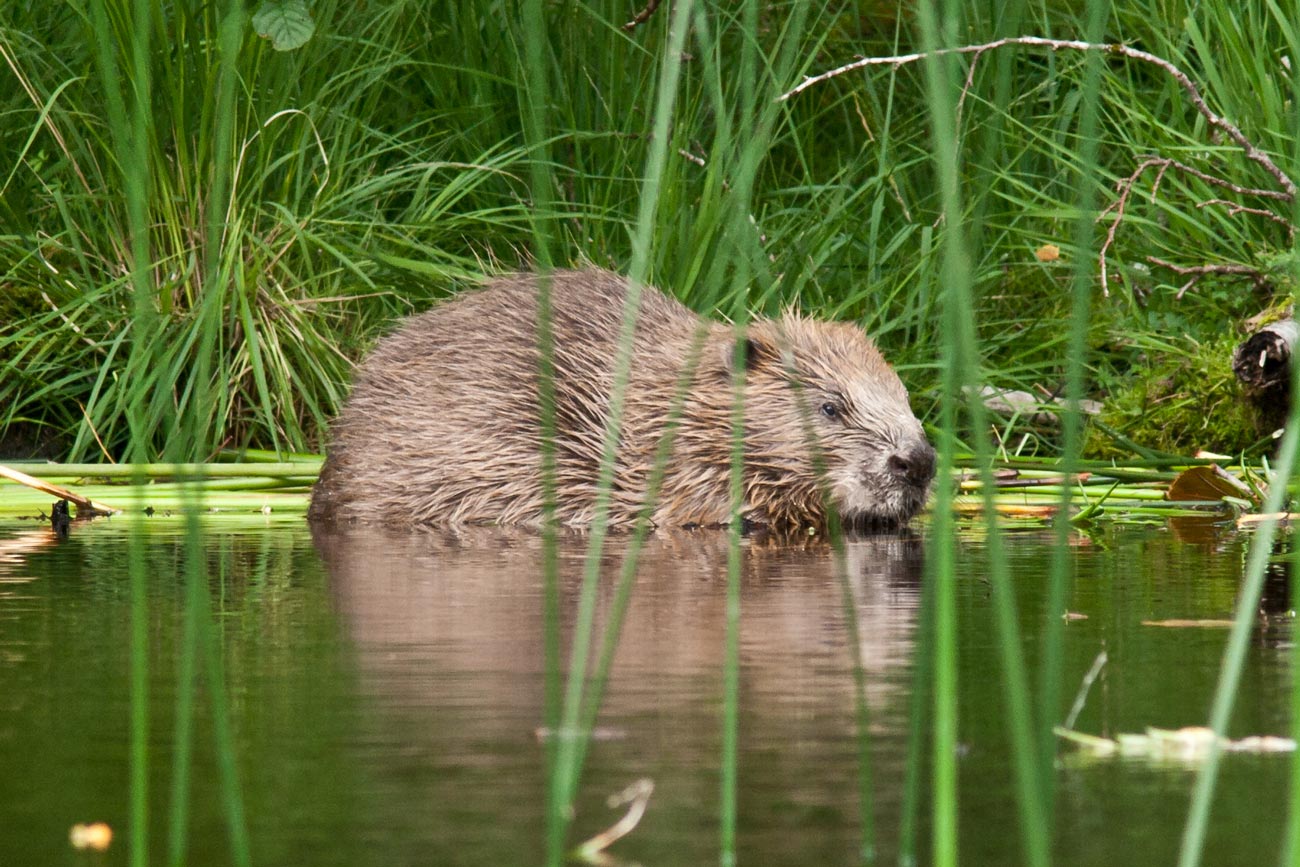 Community consultation on Tayside beaver release plan - BirdGuides