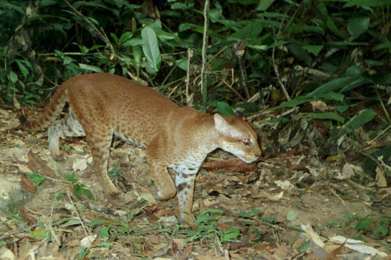 Protection of Ugandan forest strengthens future for Africa's rarest cat ...