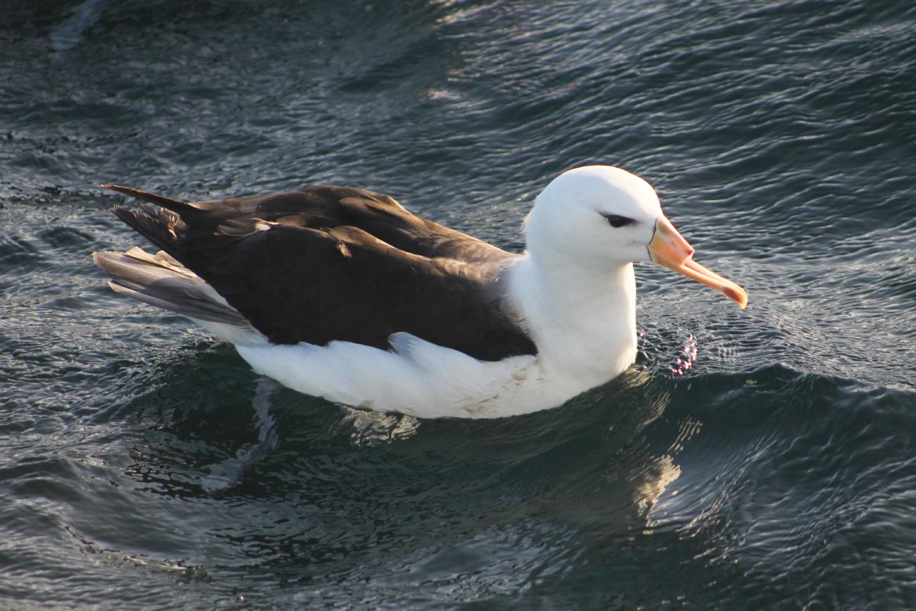 Fishermen cut beaks off albatrosses in south-west Atlantic - BirdGuides