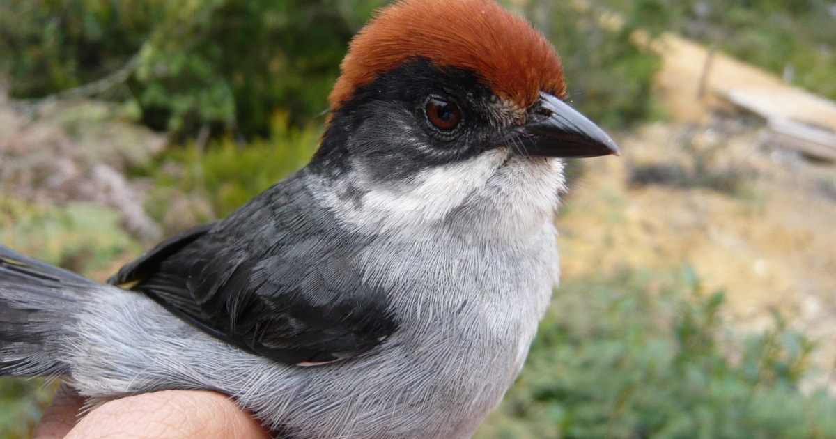 Critically Endangered Colombian bird rediscovered after 47 years ...