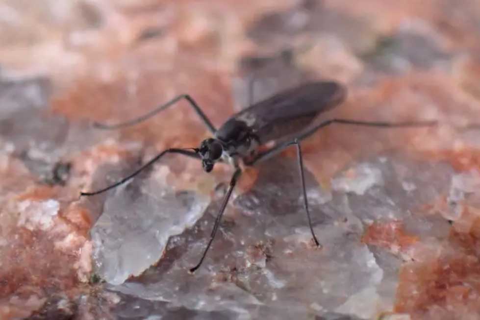 One of Britain's rarest fly species found at Scottish reserve - BirdGuides