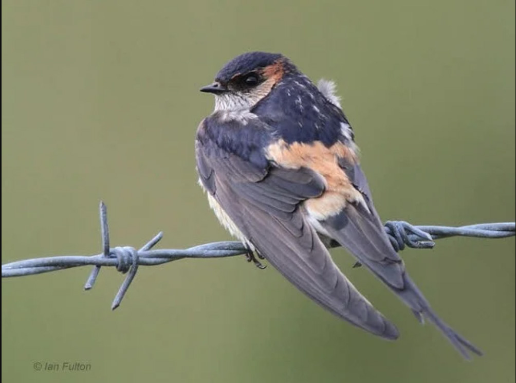Eastern Red-rumped Swallow set to be added to British list - BirdGuides