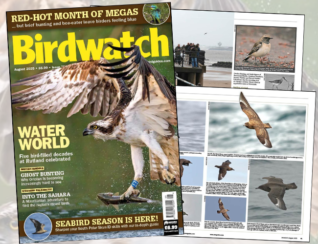 Inside the August 2025 issue of Birdwatch - BirdGuides