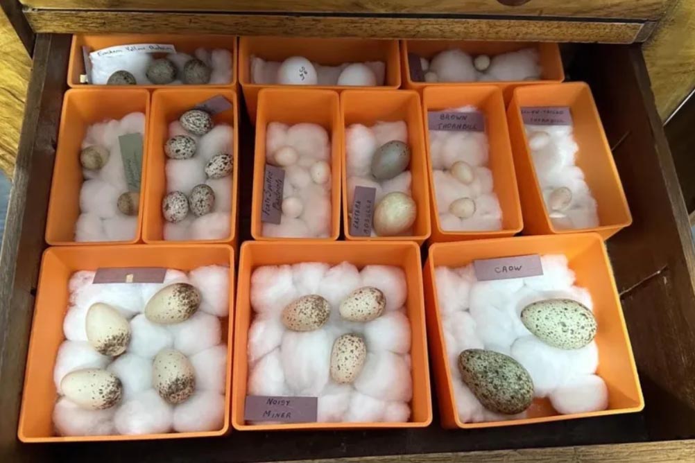 Thousands of rare bird eggs seized in Australia - BirdGuides