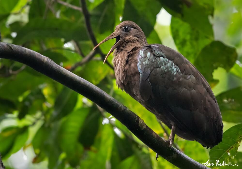 The mysteries of the 'African Galápagos' uncovered - BirdGuides