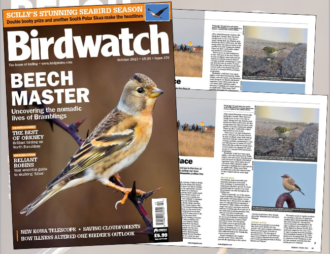 Inside the October 2023 issue of Birdwatch - BirdGuides