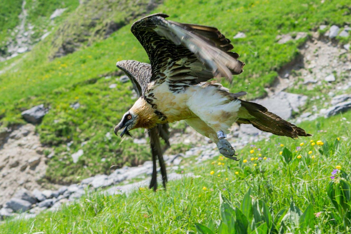 Oldest-ever wild Bearded Vulture found in French Alps - BirdGuides