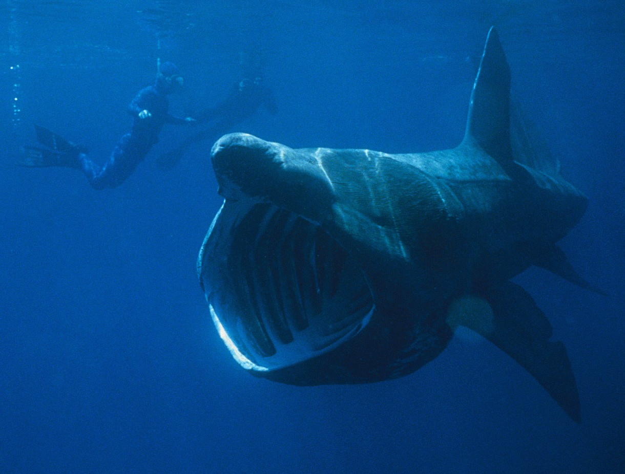 Scottish Basking Shark sightings show 'worrying' decline - BirdGuides