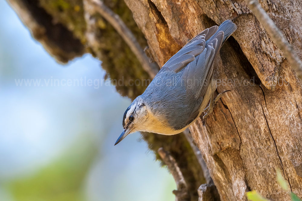 New Algerian Nuthatch breeding site discovered - BirdGuides