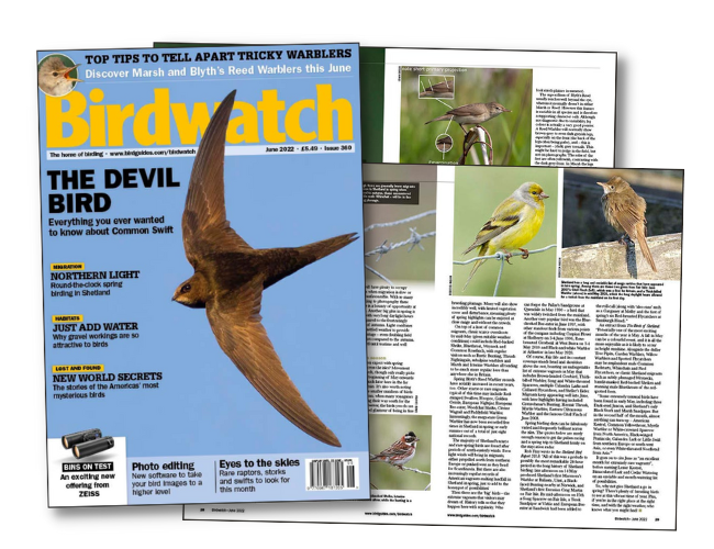 Inside the June 2022 Issue of Birdwatch magazine - BirdGuides