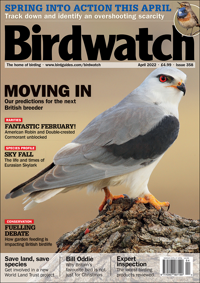 What's inside the April 2022 issue of Birdwatch magazine - BirdGuides