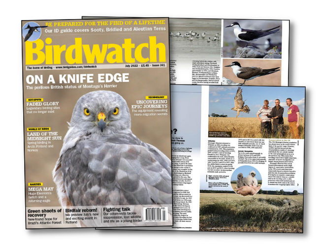 Inside the July 2022 issue of Birdwatch magazine - BirdGuides