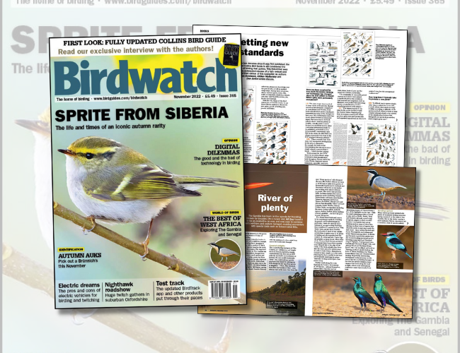 Find out what's inside the November issue of Birdwatch - BirdGuides