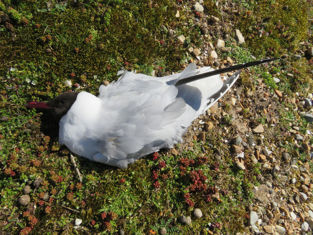 Black-headed Gull bearing brunt of new wave of bird flu - BirdGuides