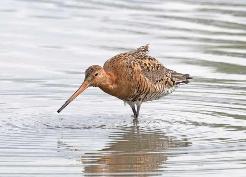 Hand-reared godwits head south - BirdGuides